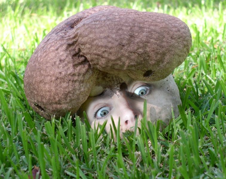 How Psilocybin Works: Addition by Subtraction - Psychedelic Frontier